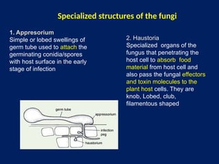 pl pathology- fungal cell structure.pptx