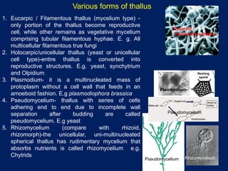 pl pathology- fungal cell structure.pptx