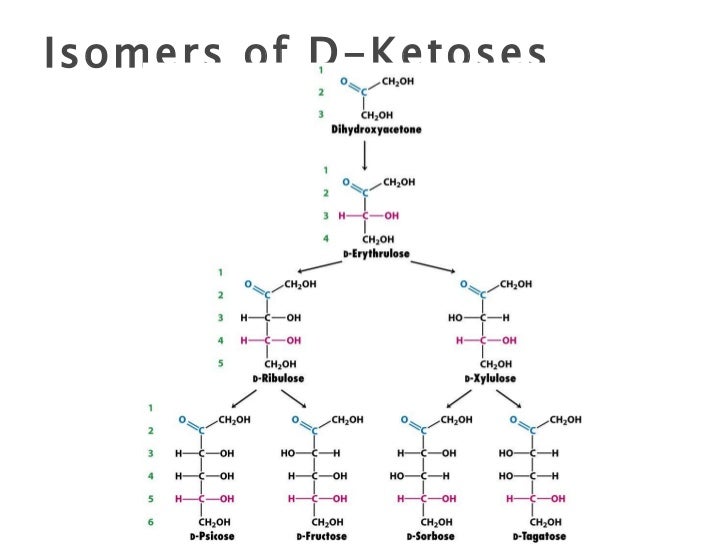 Lecture 4 5 carbohydrates