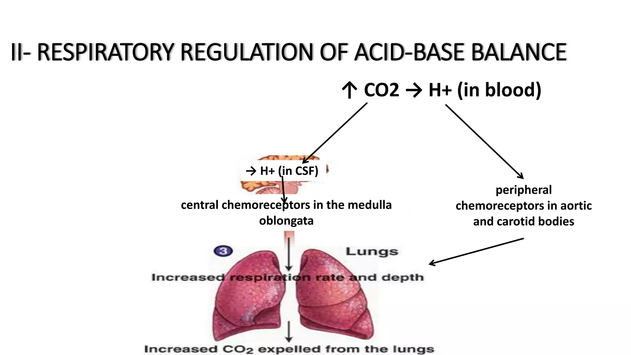 Back to Basics: Renal Physiology (Normal Acid base balance) - Dr. Gawad ...