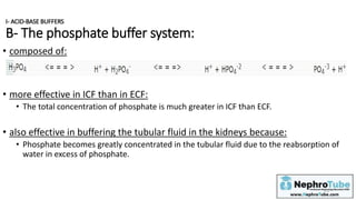 Back to Basics: Renal Physiology (Normal Acid base balance) - Dr. Gawad ...