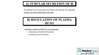 Back to Basics: Renal Physiology (Normal Acid base balance) - Dr. Gawad ...