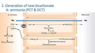 Back to Basics: Renal Physiology (Normal Acid base balance) - Dr. Gawad ...