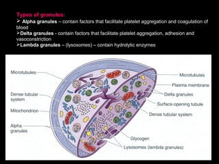 Lecture4 blood | PPT