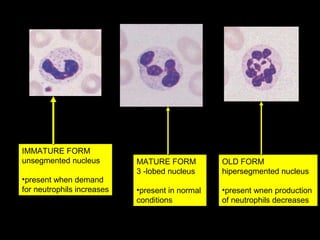 Lecture4 blood | PPT