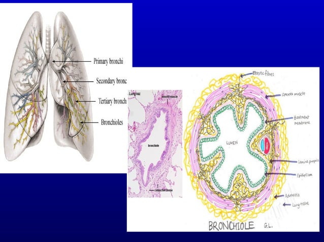 bronchiolitis and bronchitis | PPT | Lung and Respiratory Health ...