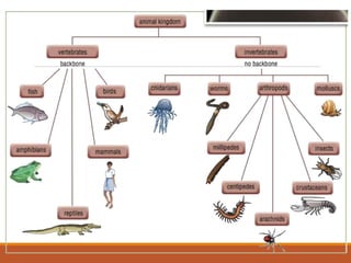 Lecture 4 classification | PPTX