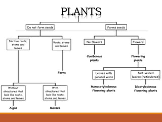 Lecture 4 classification | PPTX