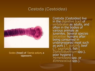 Lecture 4. classification of inf. dis. | PPT