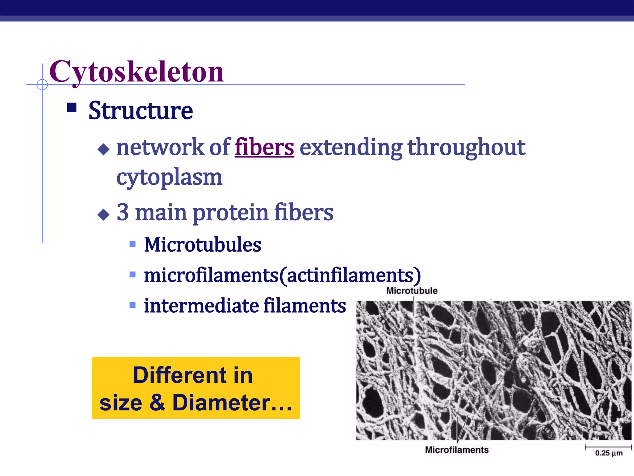Cytoskelton.ppt