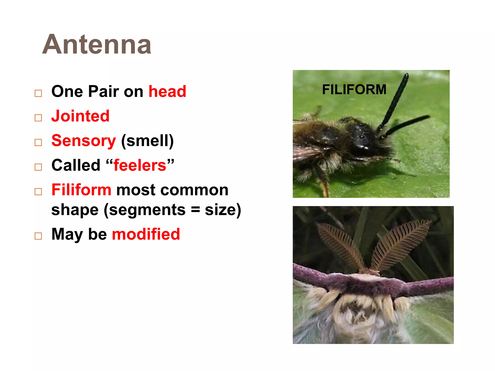 insectheadantenna.pdf | Geology | Science