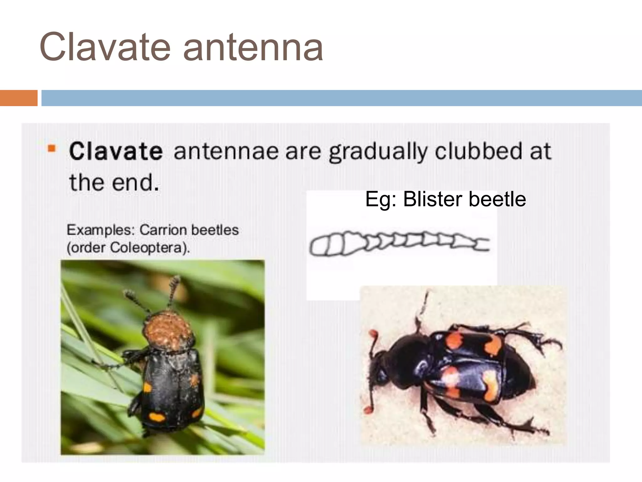 insectheadantenna.pdf | Geology | Science