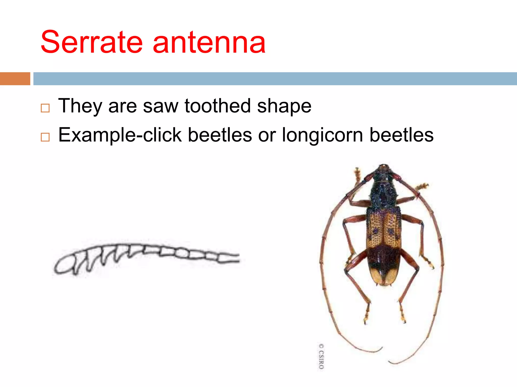 insectheadantenna.pdf | Geology | Science