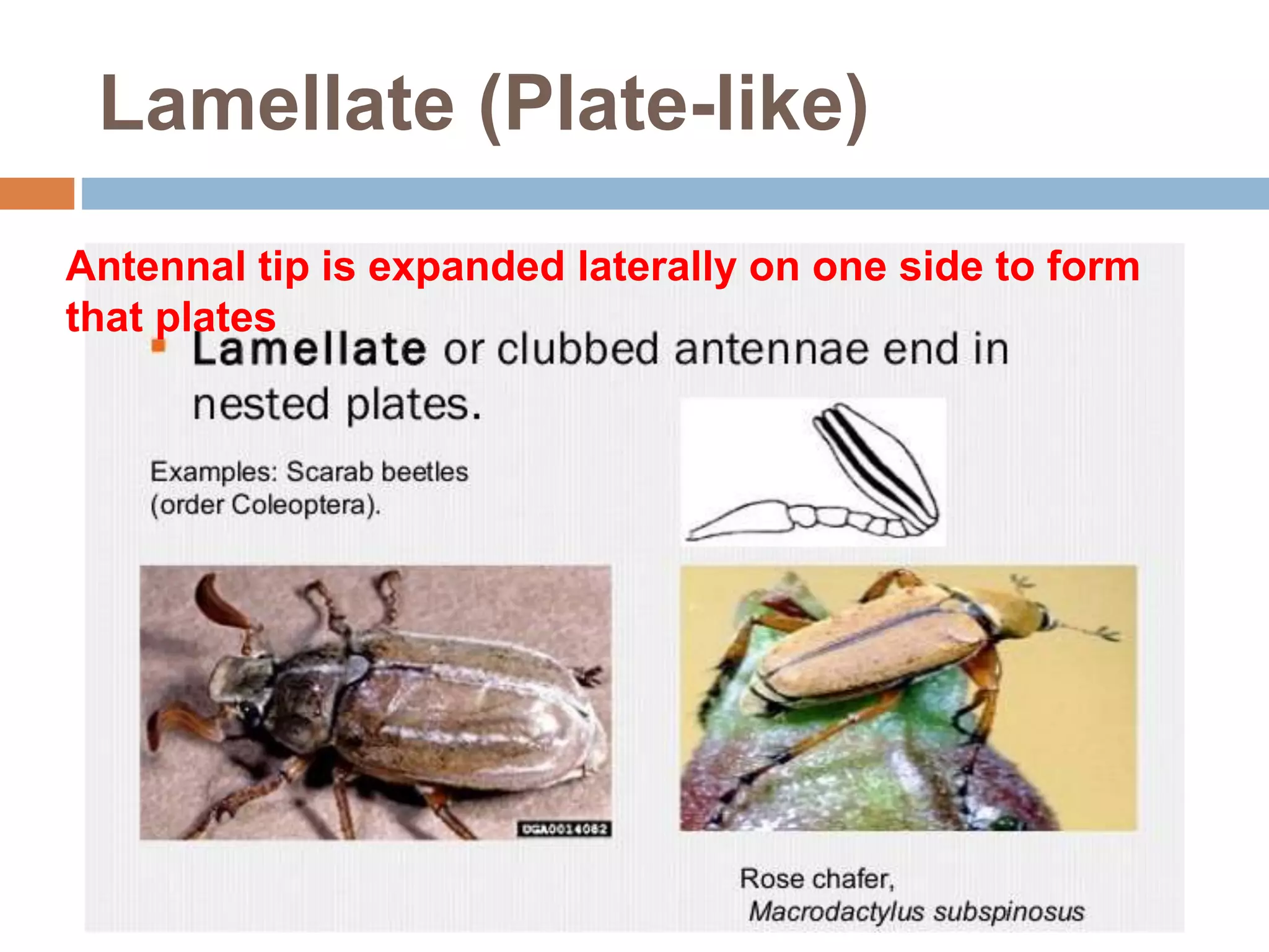 insectheadantenna.pdf | Geology | Science