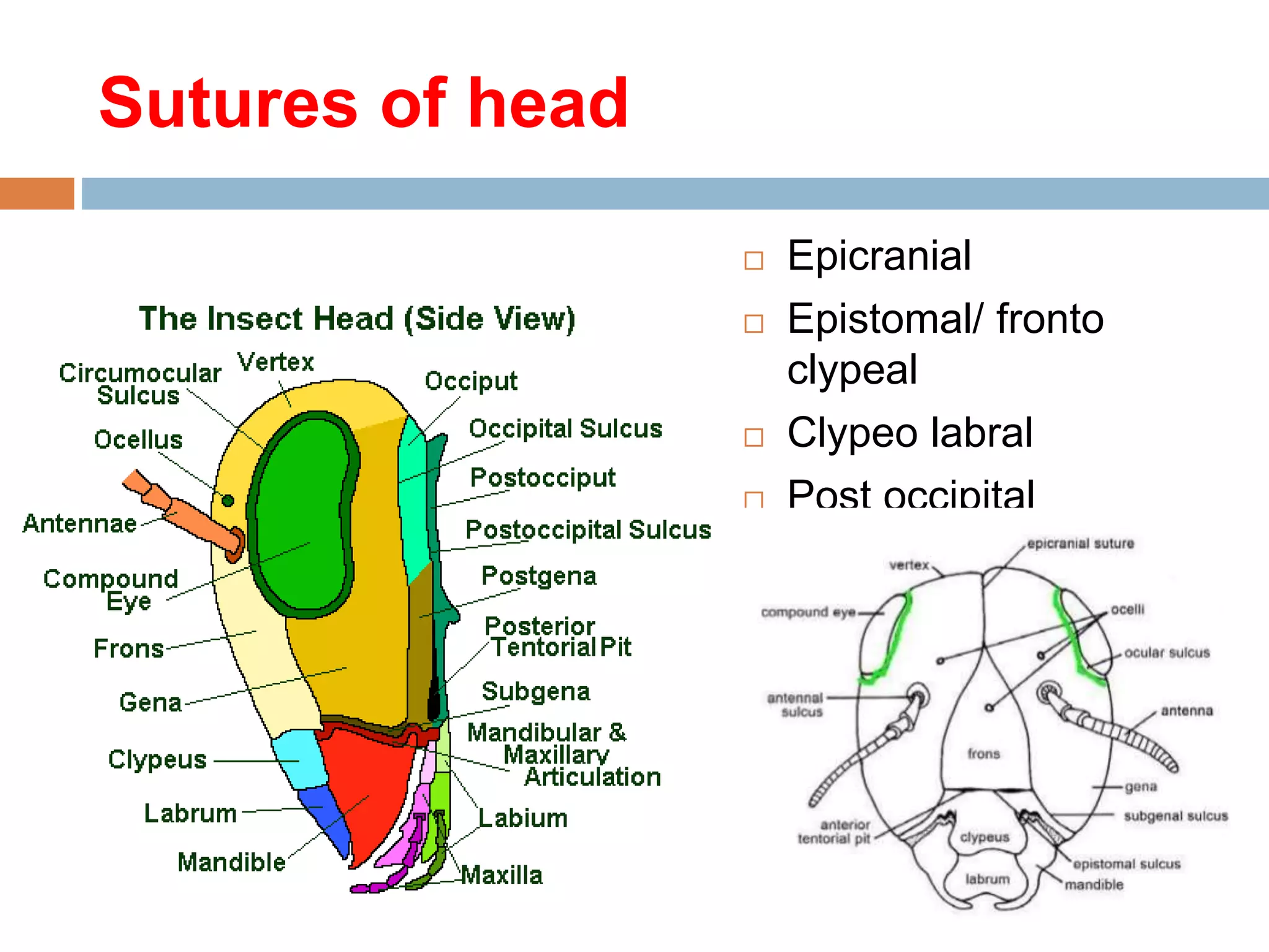 insectheadantenna.pdf | Geology | Science