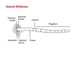 insectheadantenna.pdf | Geology | Science
