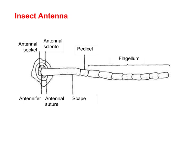 insectheadantenna.pdf