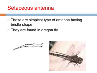 insectheadantenna.pdf | Geology | Science