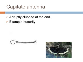insectheadantenna.pdf | Geology | Science