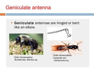 insectheadantenna.pdf | Geology | Science