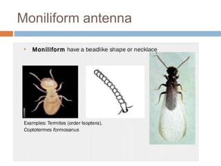 insectheadantenna.pdf | Geology | Science