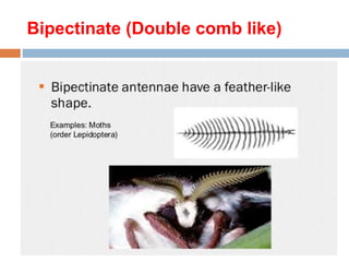 insectheadantenna.pdf | Geology | Science