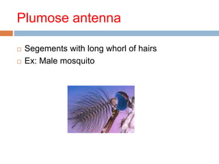 insectheadantenna.pdf | Geology | Science