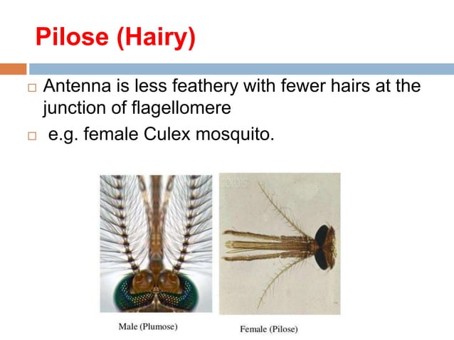 insectheadantenna.pdf