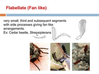 insectheadantenna.pdf
