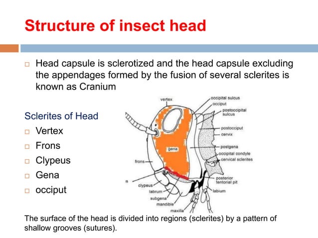 insectheadantenna.pdf