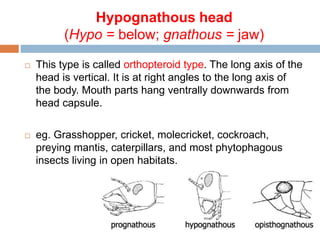 insectheadantenna.pdf