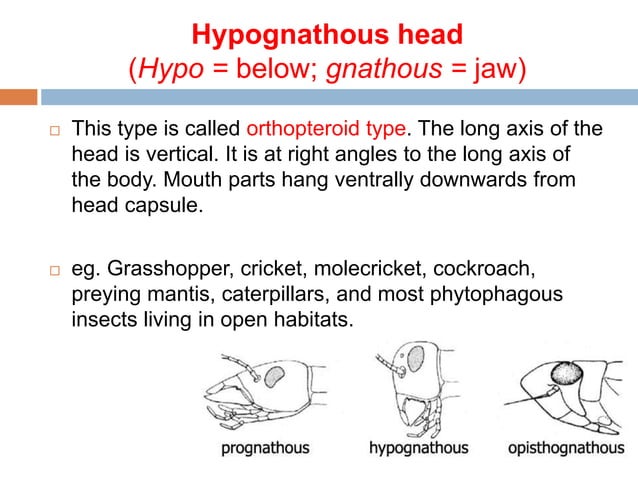 insectheadantenna.pdf