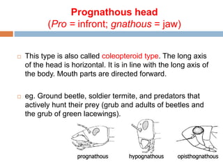 insectheadantenna.pdf