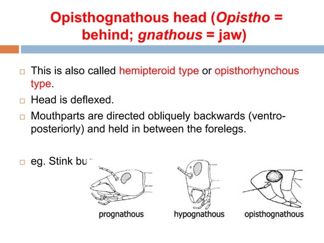 insectheadantenna.pdf