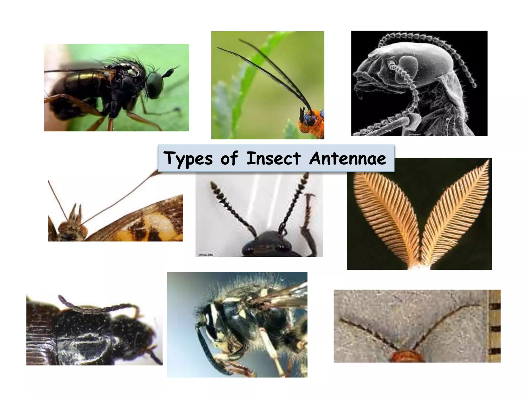Insect head & antenna | PPTX