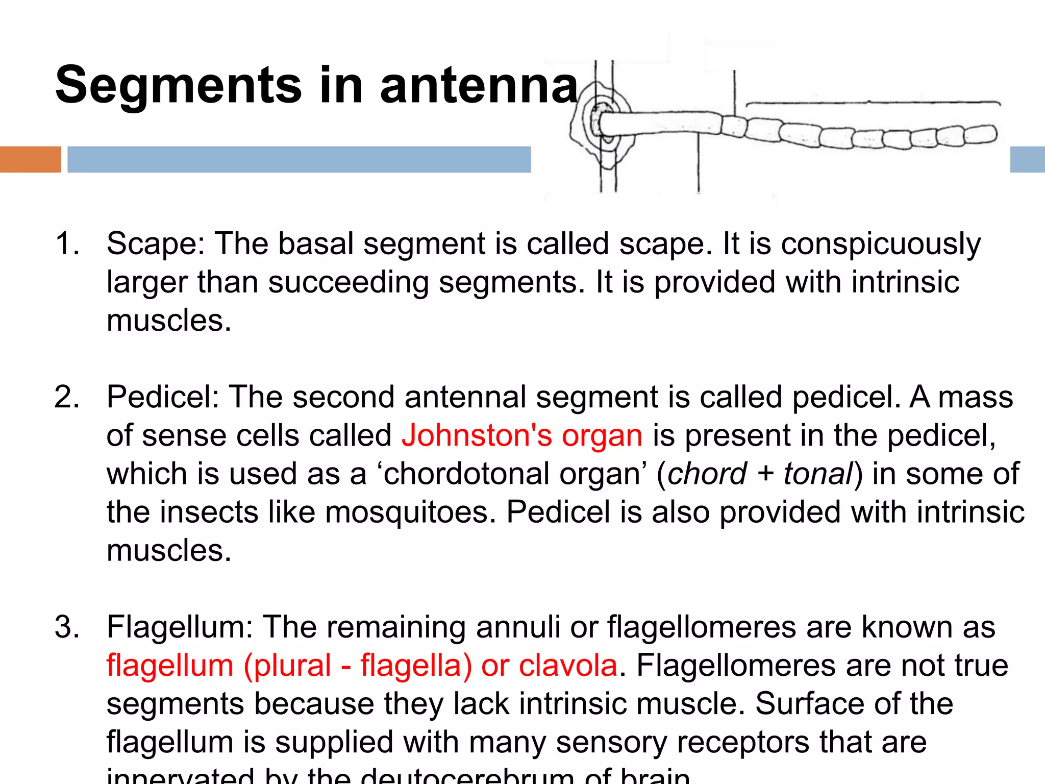 Insect head & antenna | PPTX