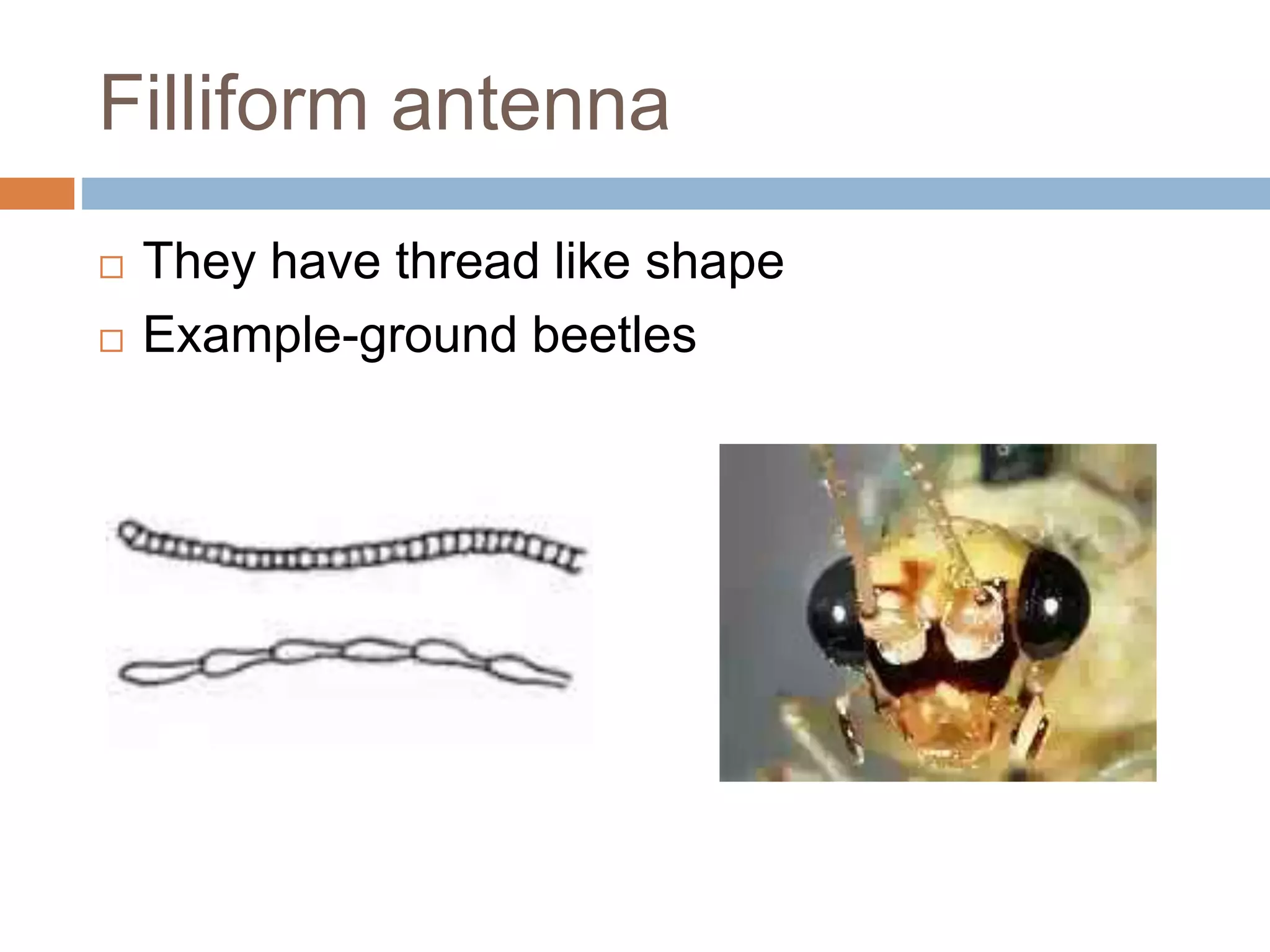 Insect head & antenna | PPTX