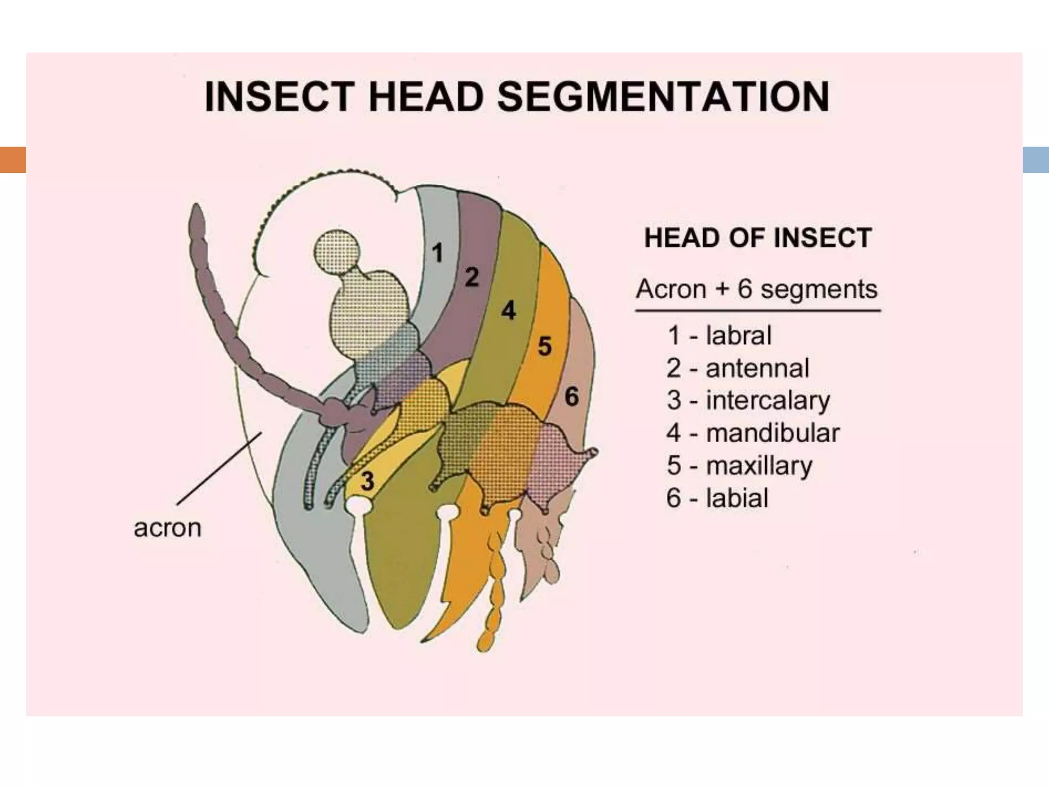 Insect head & antenna | PPTX