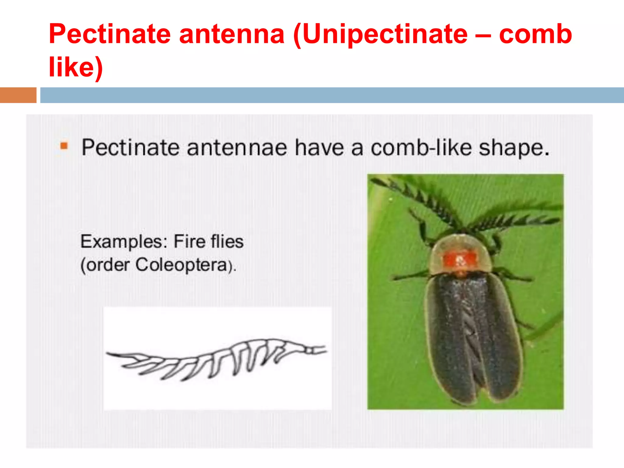 Insect head & antenna | PPTX