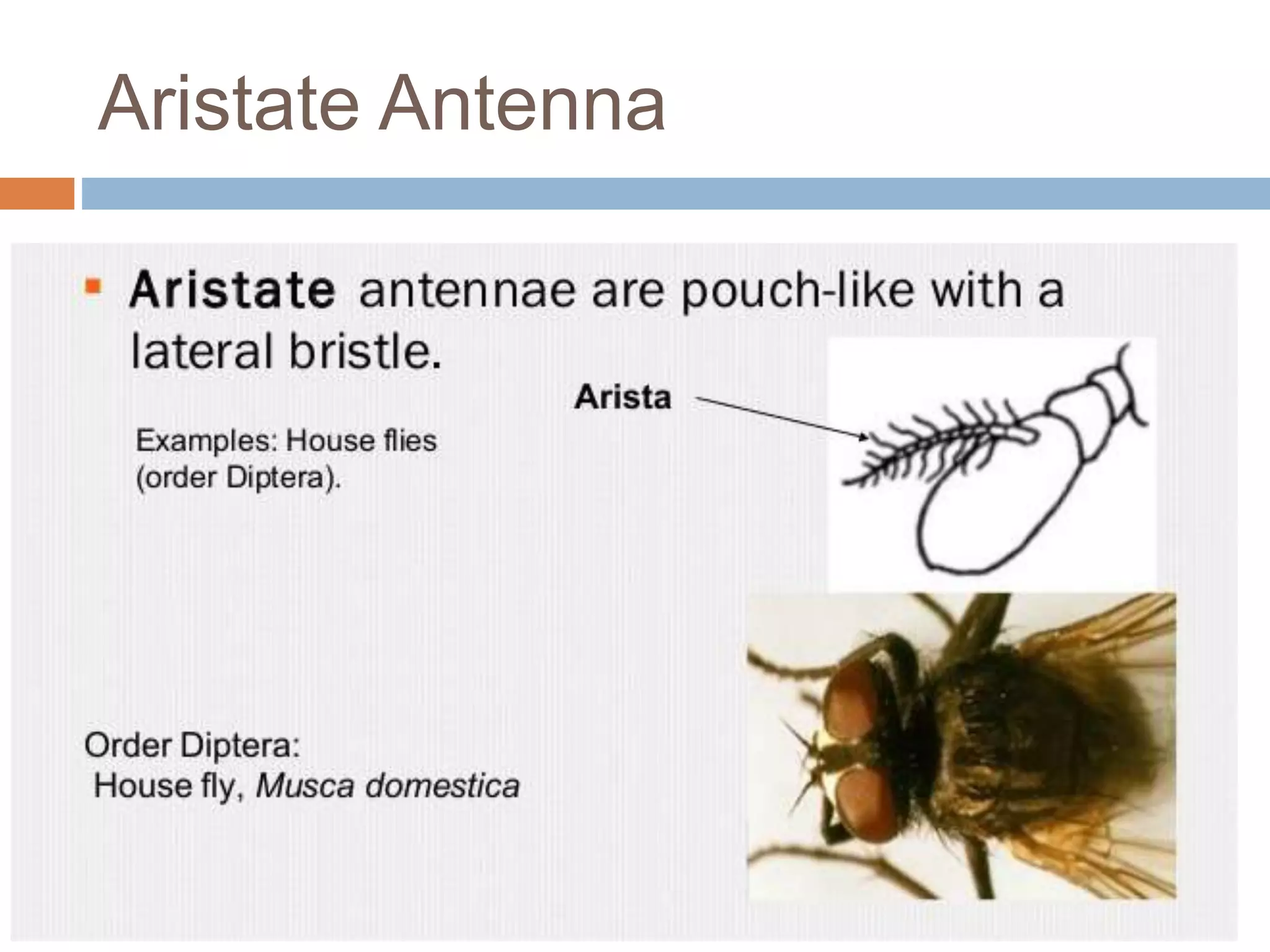 Insect head & antenna | PPTX