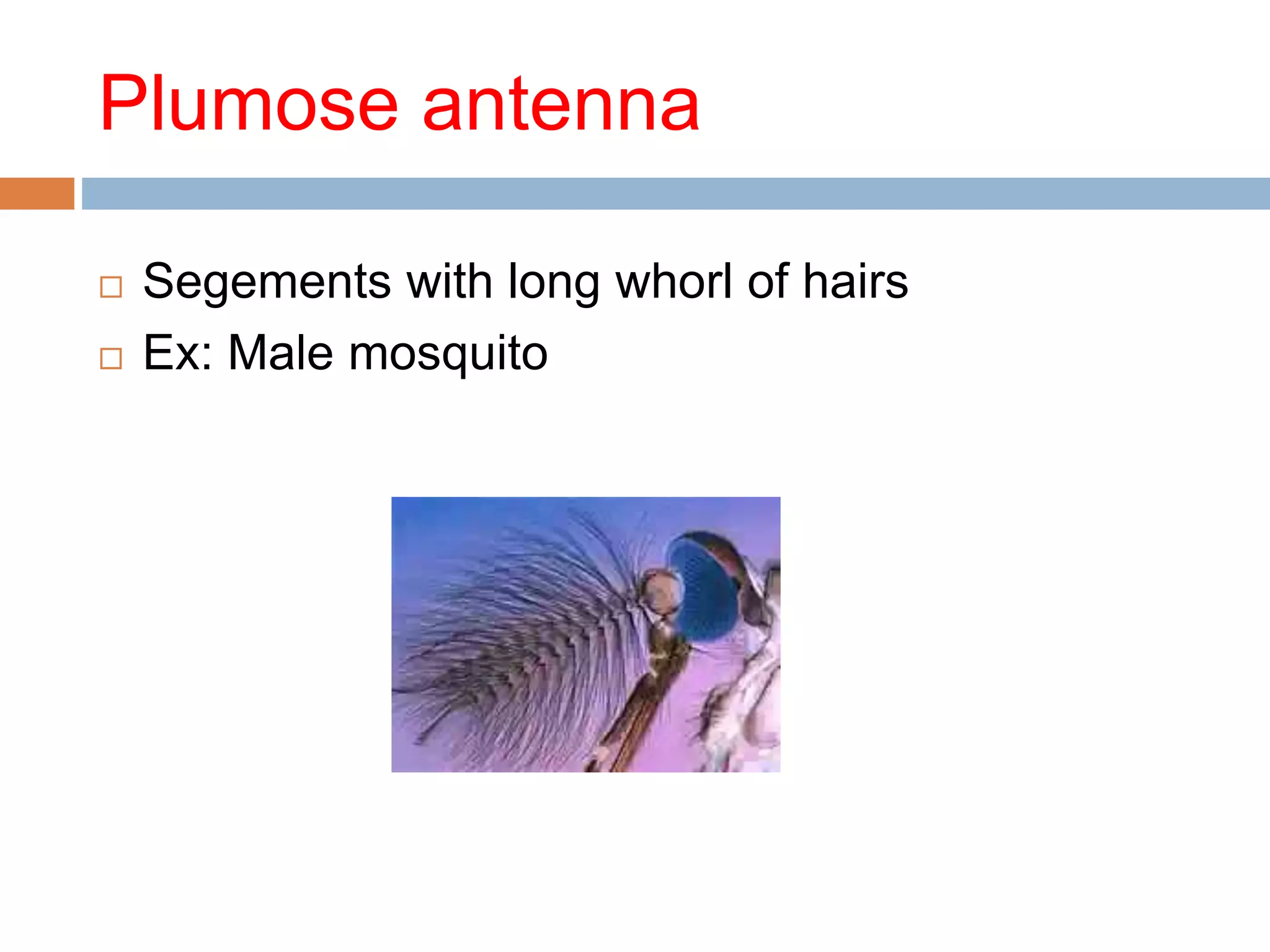 Insect head & antenna | PPTX