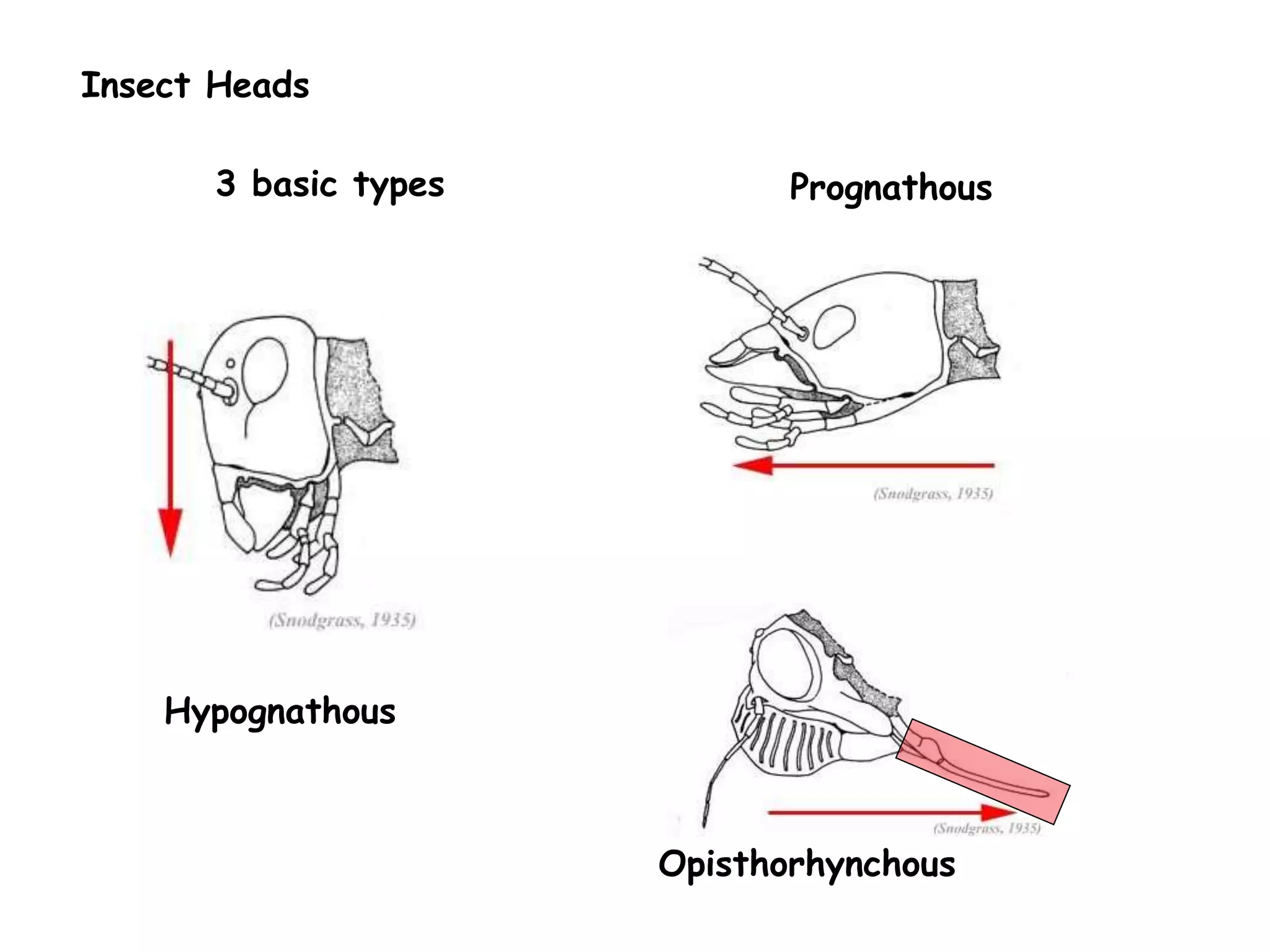 Insect head & antenna | PPTX