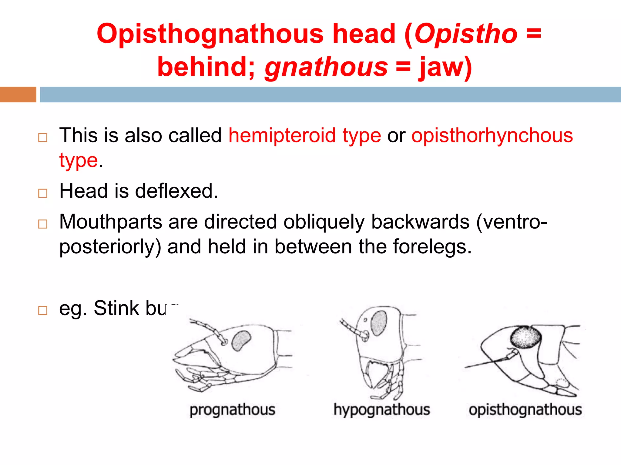 Insect head & antenna | PPTX