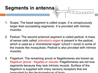 Insect head & antenna | PPTX