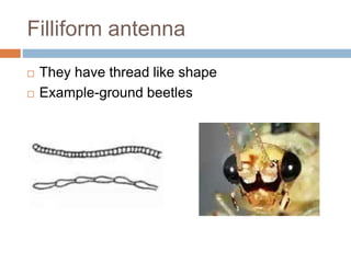 Insect head & antenna | PPTX