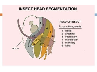 Insect head & antenna | PPTX