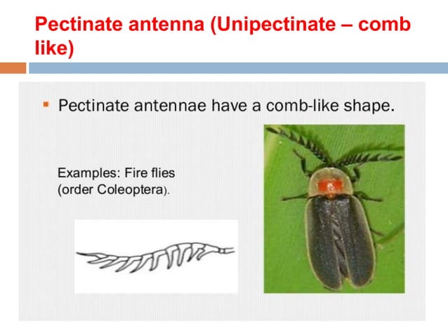 Insect head & antenna | PPTX