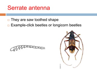 Insect head & antenna | PPTX
