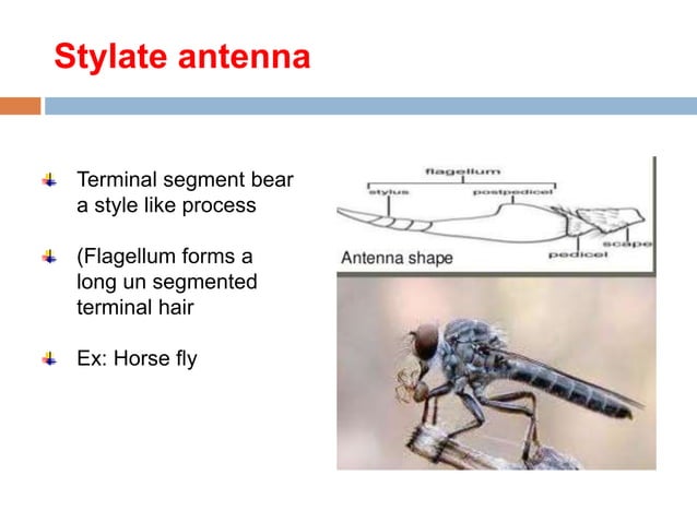 Insect head & antenna | PPTX
