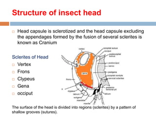 Insect head & antenna | PPTX